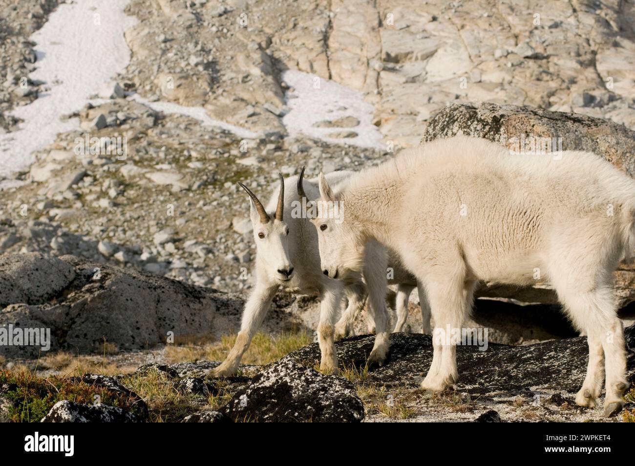 Golden yellow billy goat hi-res stock photography and images - Alamy