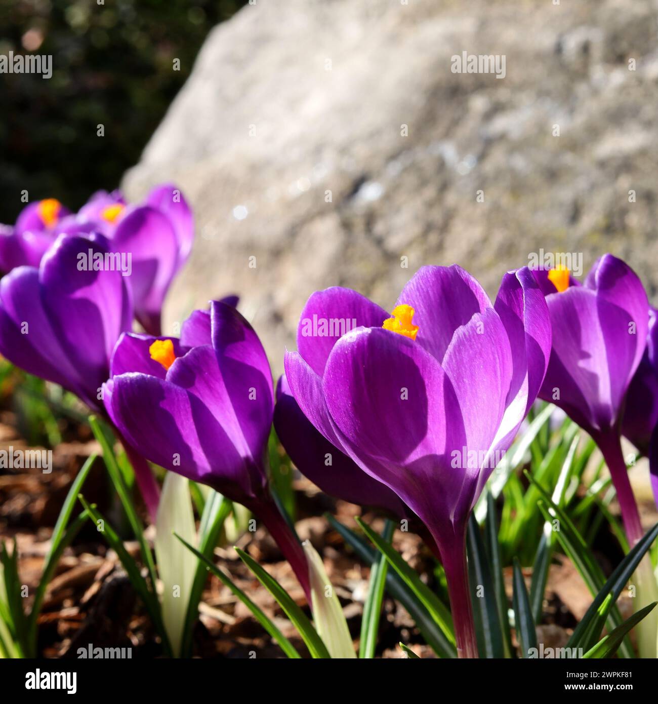 Open in the sun hi-res stock photography and images - Alamy