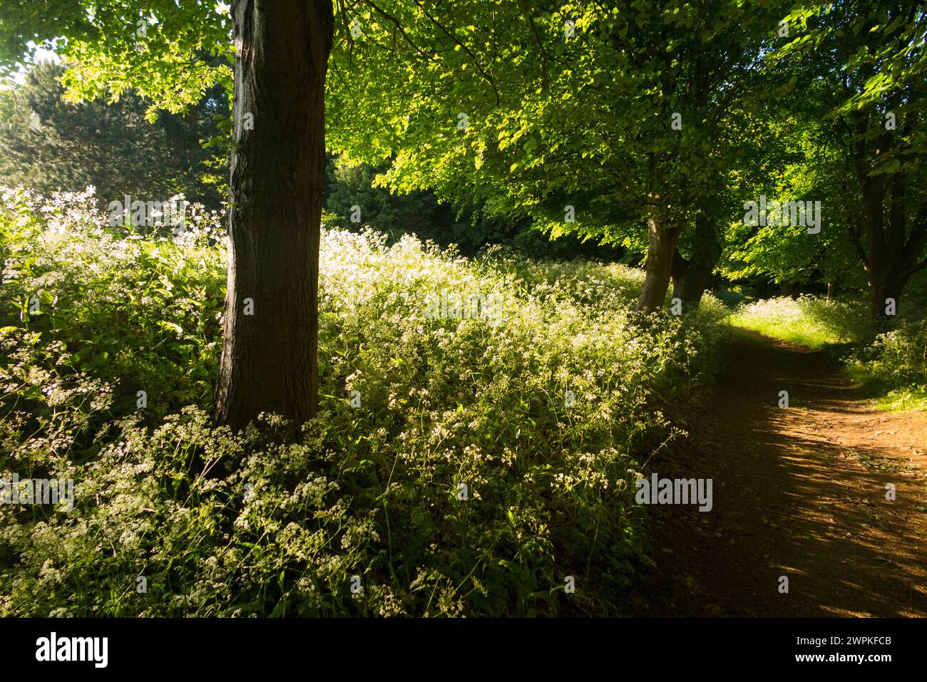 A woodland footpath / foot path walk with wild flowers flowering in the ...
