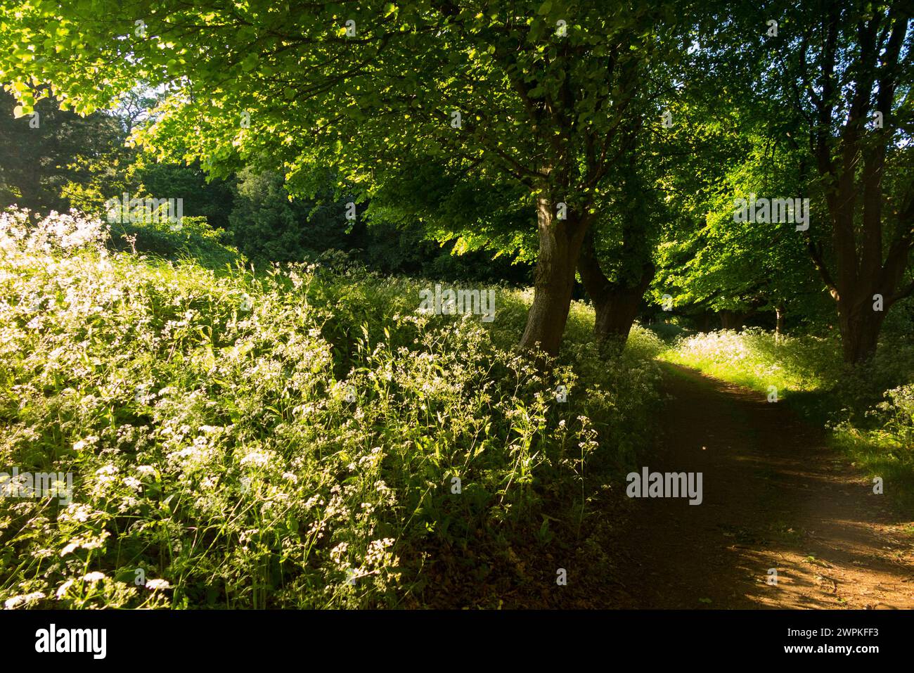 A woodland footpath / foot path walk with wild flowers flowering in the ...