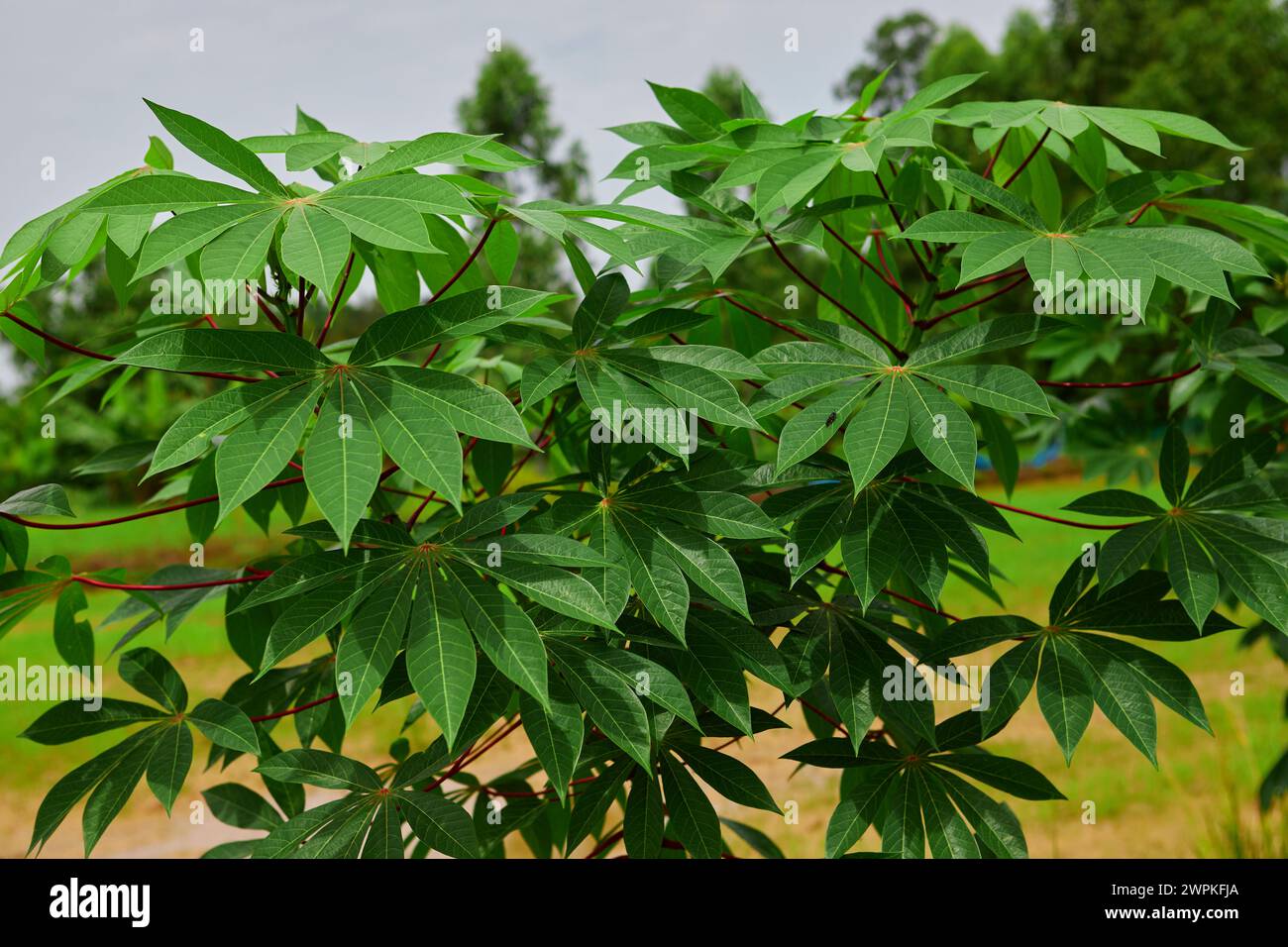 Cassava tree grow up on plantation Stock Photo - Alamy