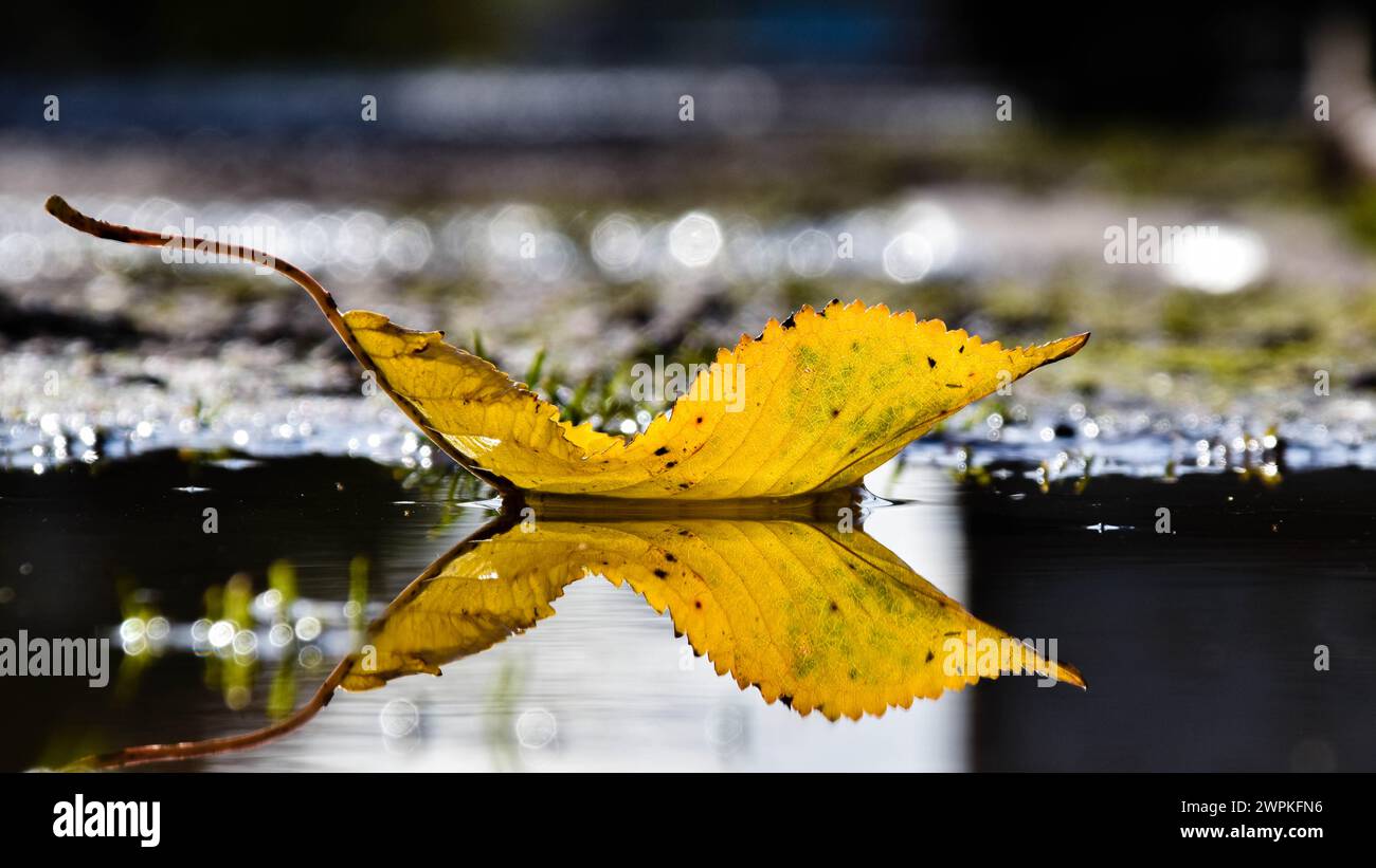 Reflect of a leaf on water Stock Photo - Alamy
