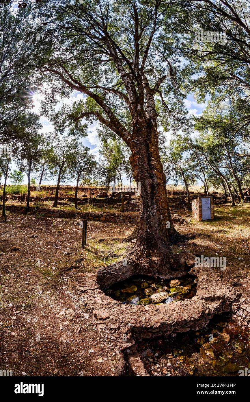 Fountain ecosystem hi-res stock photography and images - Alamy