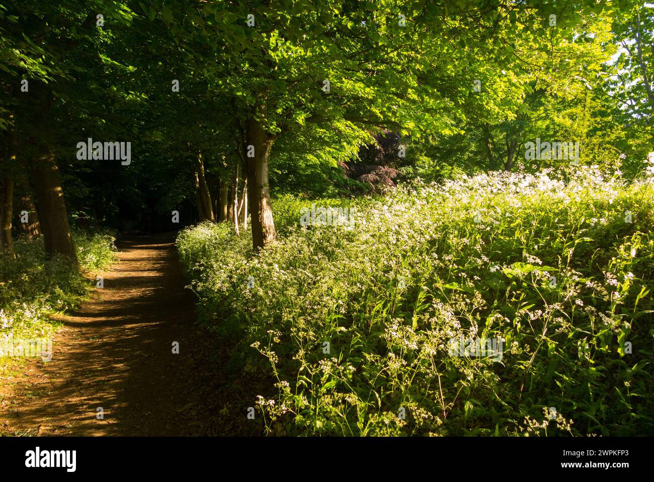 A woodland footpath / foot path walk with wild flowers flowering in the ...