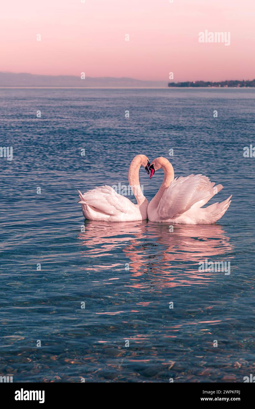 Swan dance mating hi-res stock photography and images - Alamy