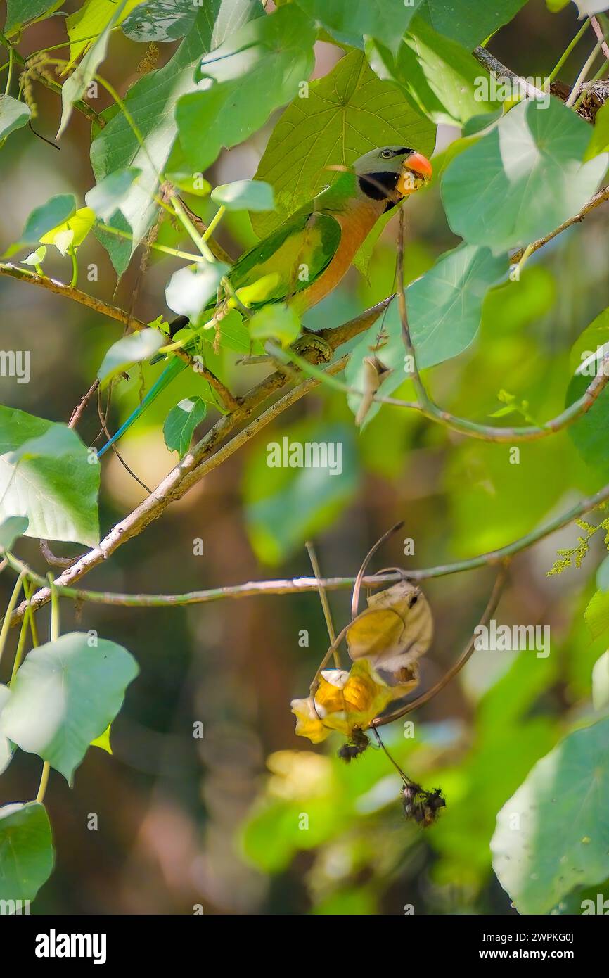 Red-breasted parakeet (Psittacula alexandri) in rain forest Stock Photo ...