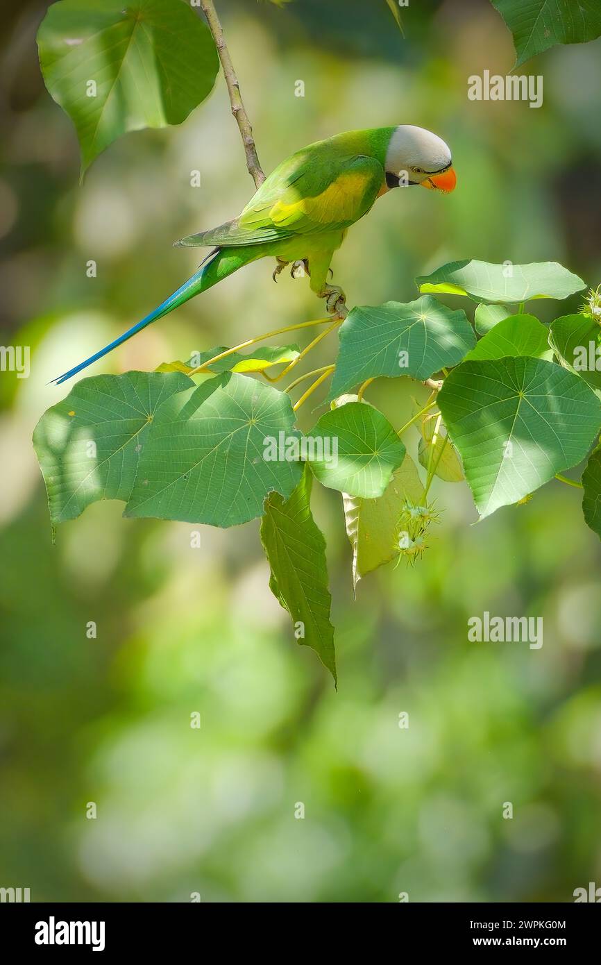 Red-breasted parakeet (Psittacula alexandri) in rain forest Stock Photo ...