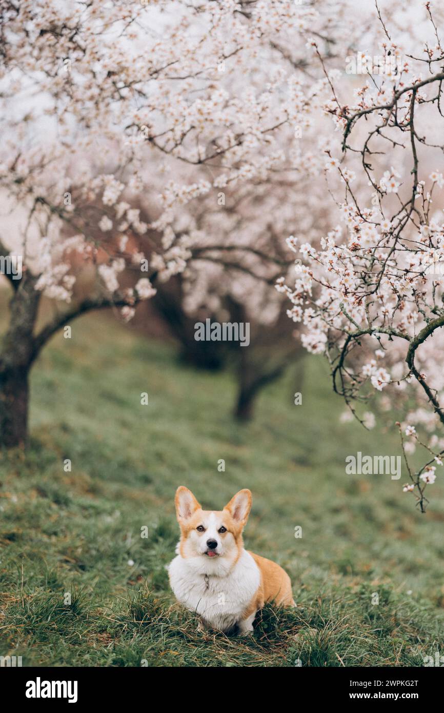 Corgi dog in a blooming almond garden in Prague in spring Stock Photo ...
