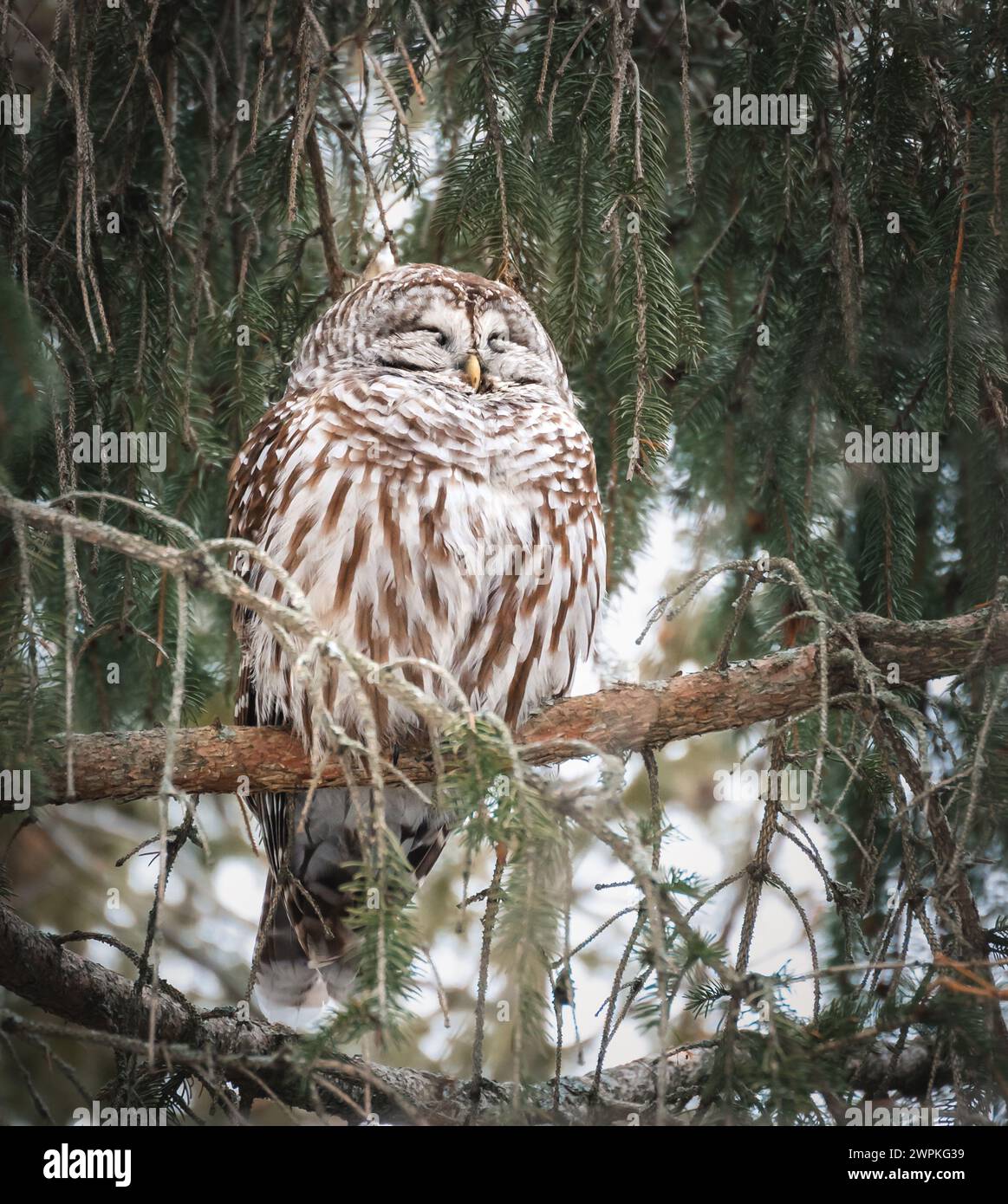 Fluffy barred owl sleeping in the branches of evergreen tree Stock ...
