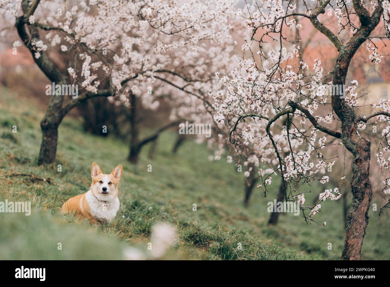 Corgi dog in a blooming almond garden in Prague in spring Stock Photo ...