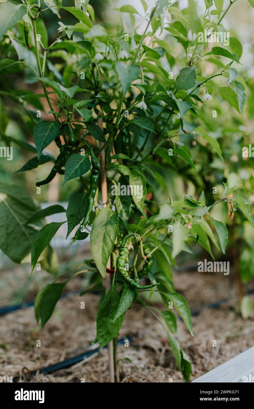 hot pepper plant in backyard garden in summer Stock Photo - Alamy
