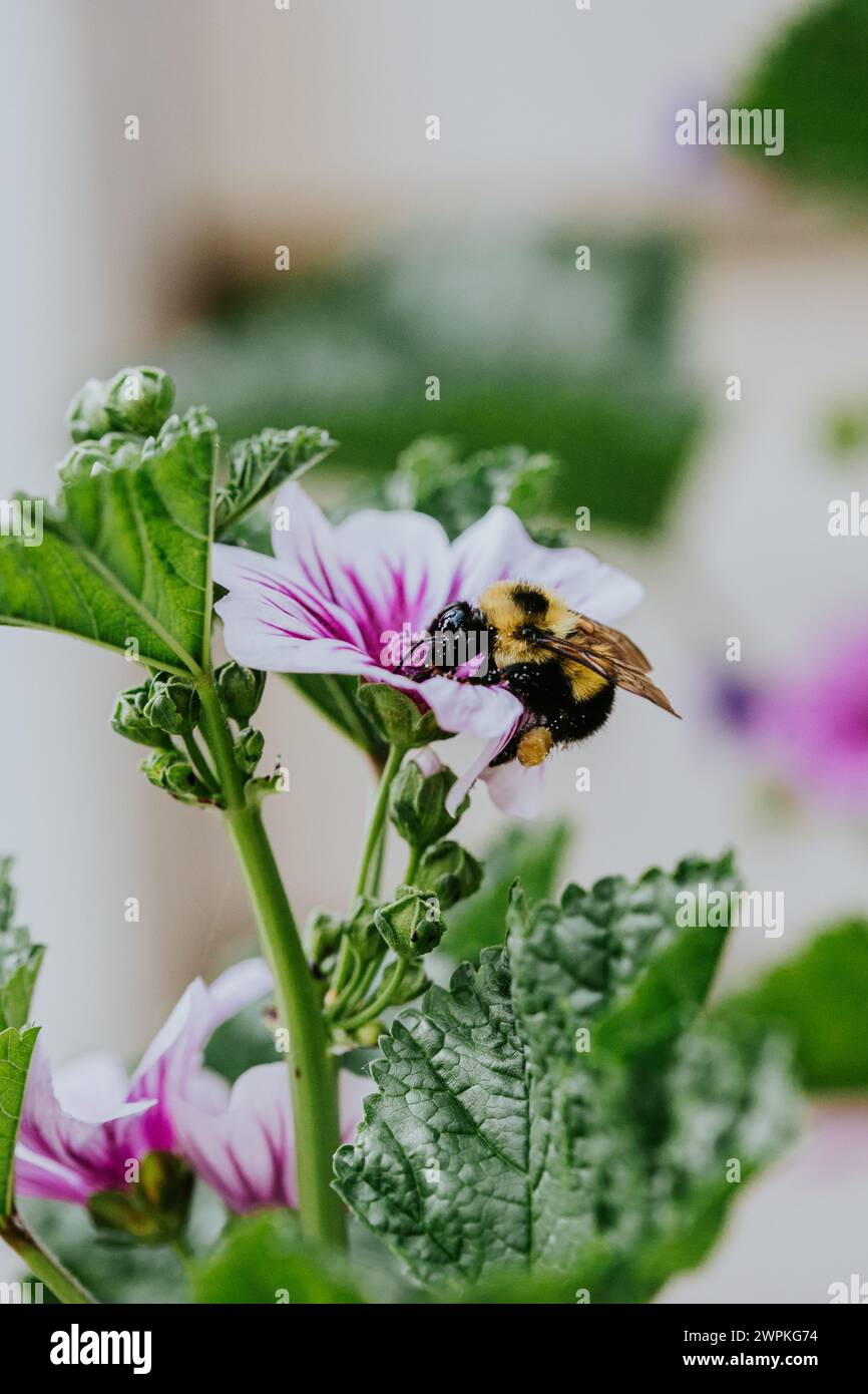 Backyard bee plant hi-res stock photography and images - Alamy