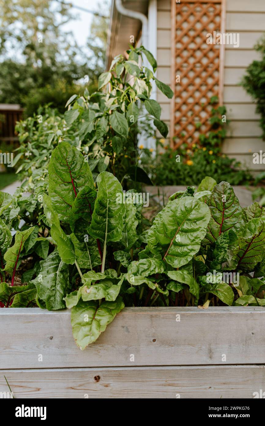 Chard growing in garden hi-res stock photography and images - Alamy