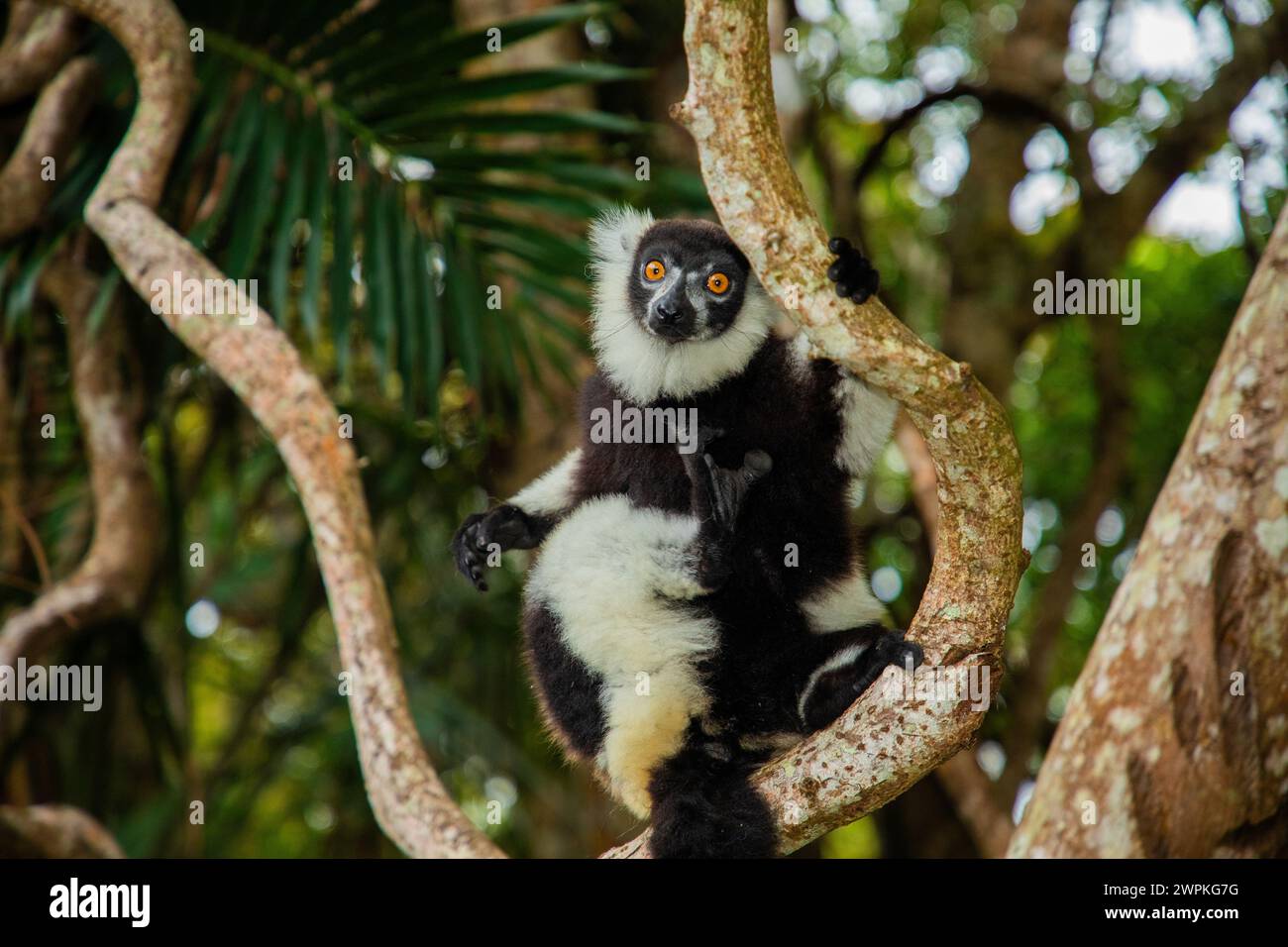 Black and white vari varecia variegata hi-res stock photography and ...