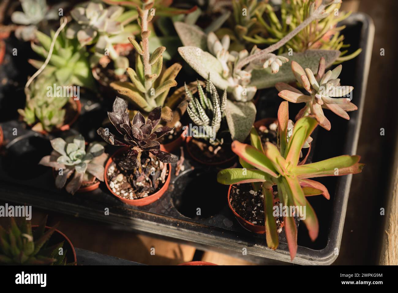 Variety of succulent plants in planter pots in a tray for sale Stock ...