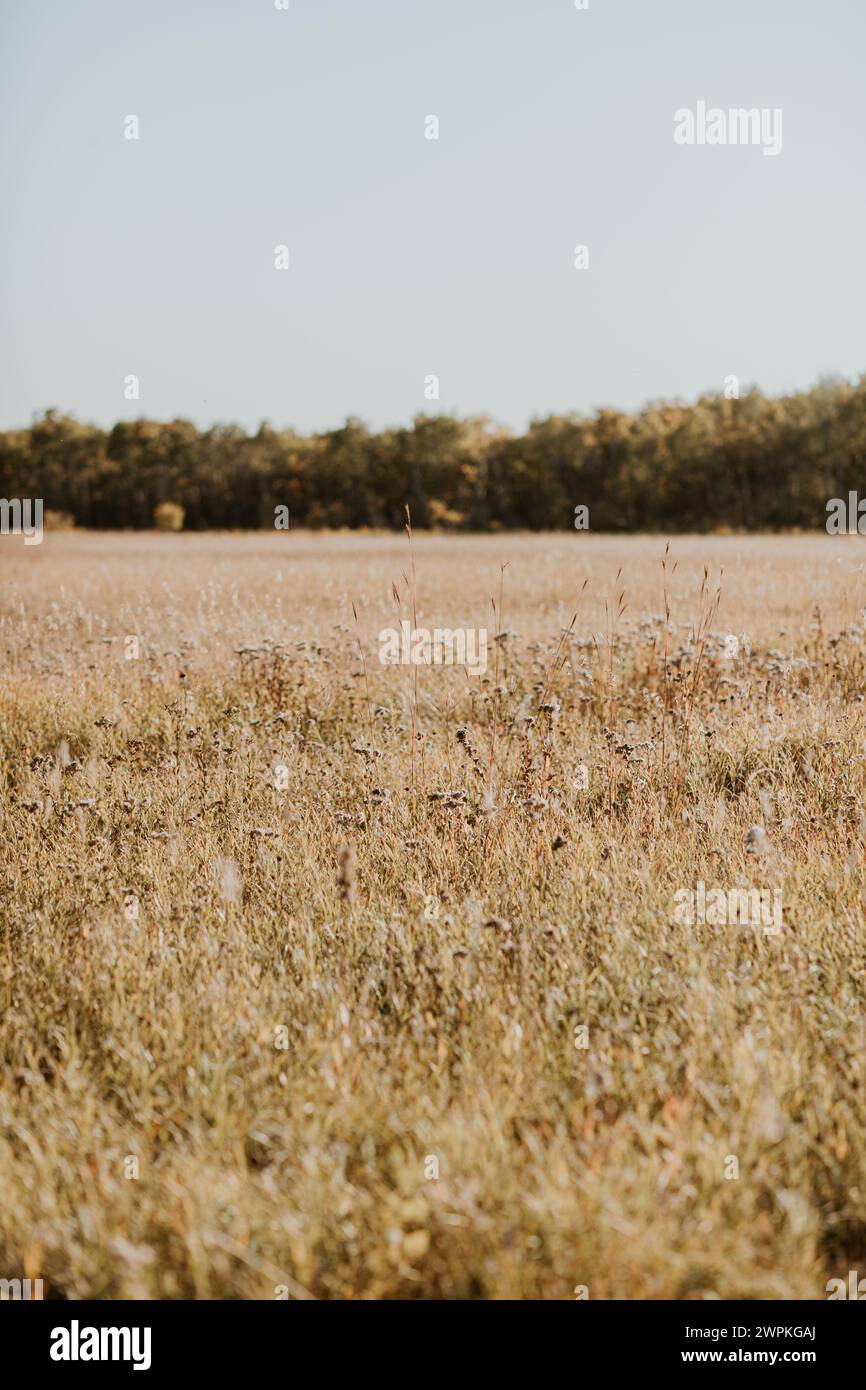 Prairie grasses and wild flowers canada hi-res stock photography and ...