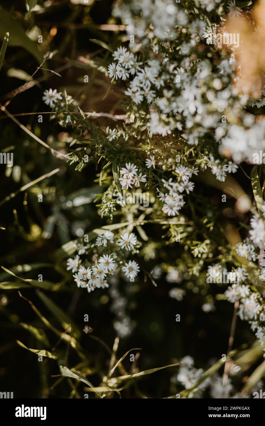 Prairie grasses and wild flowers canada hi-res stock photography and ...