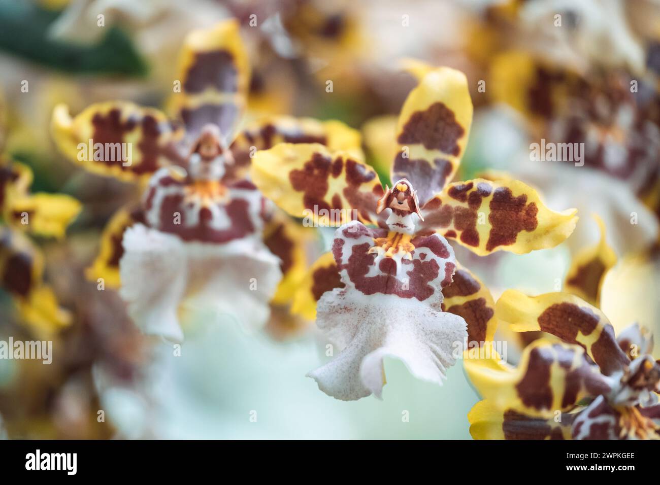 Closeup of white, yellow, and burgundy Oncidium 'Tiger Orchid.' Stock ...