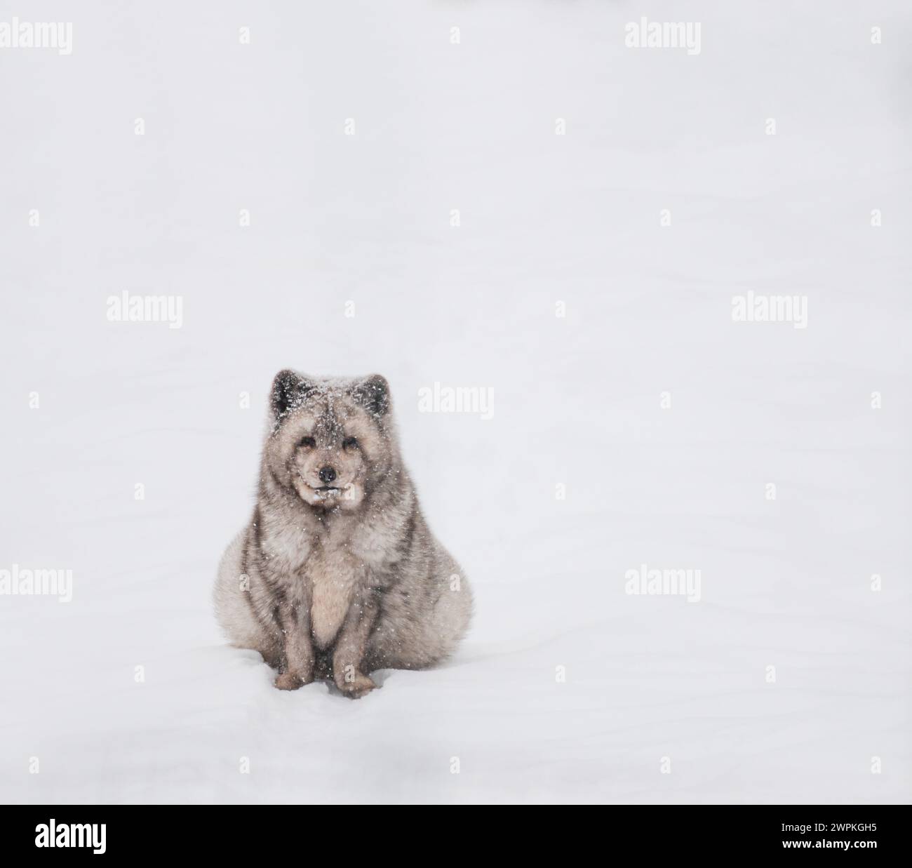 Cute arctic fox hi-res stock photography and images - Alamy