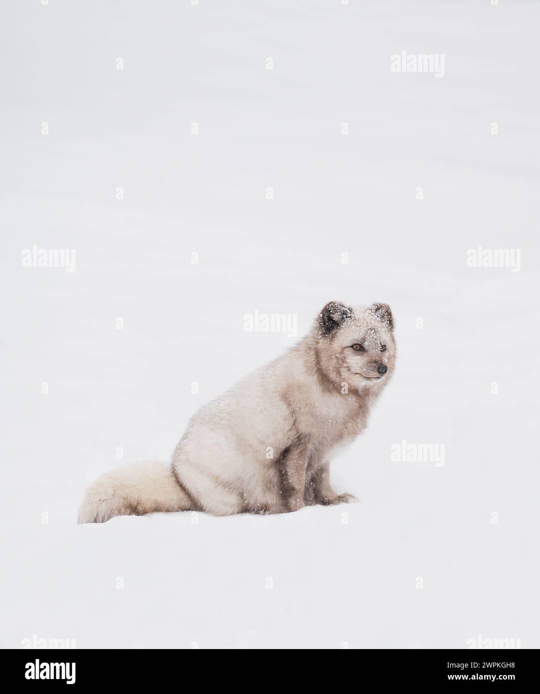 Cute arctic fox hi-res stock photography and images - Alamy
