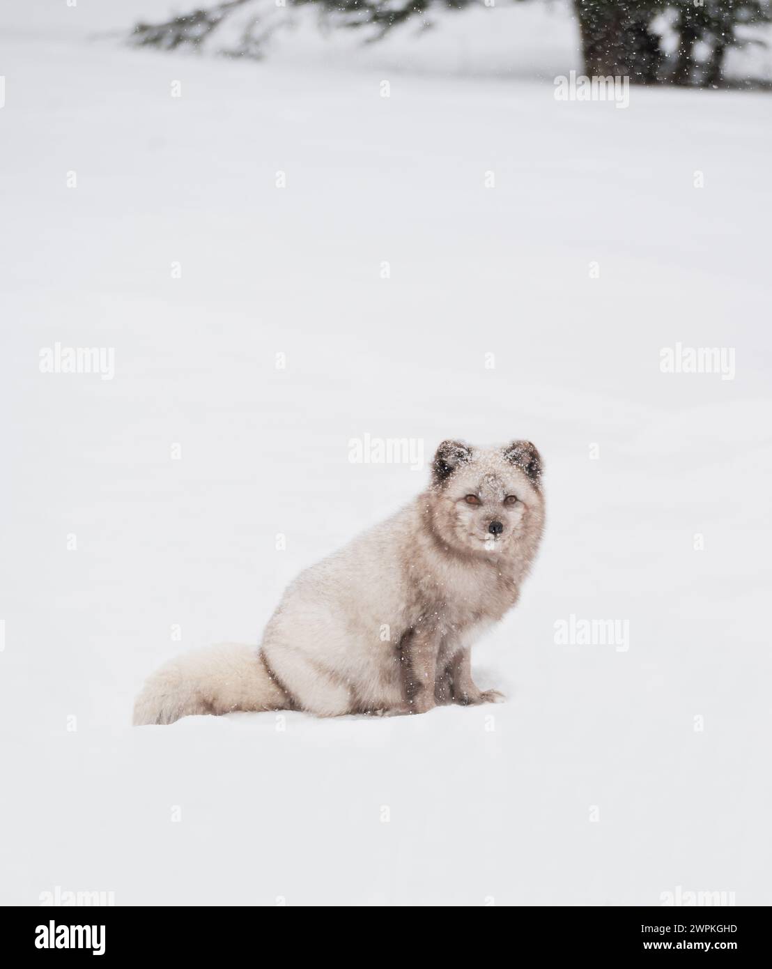 Fox in ontario canada hi-res stock photography and images - Alamy