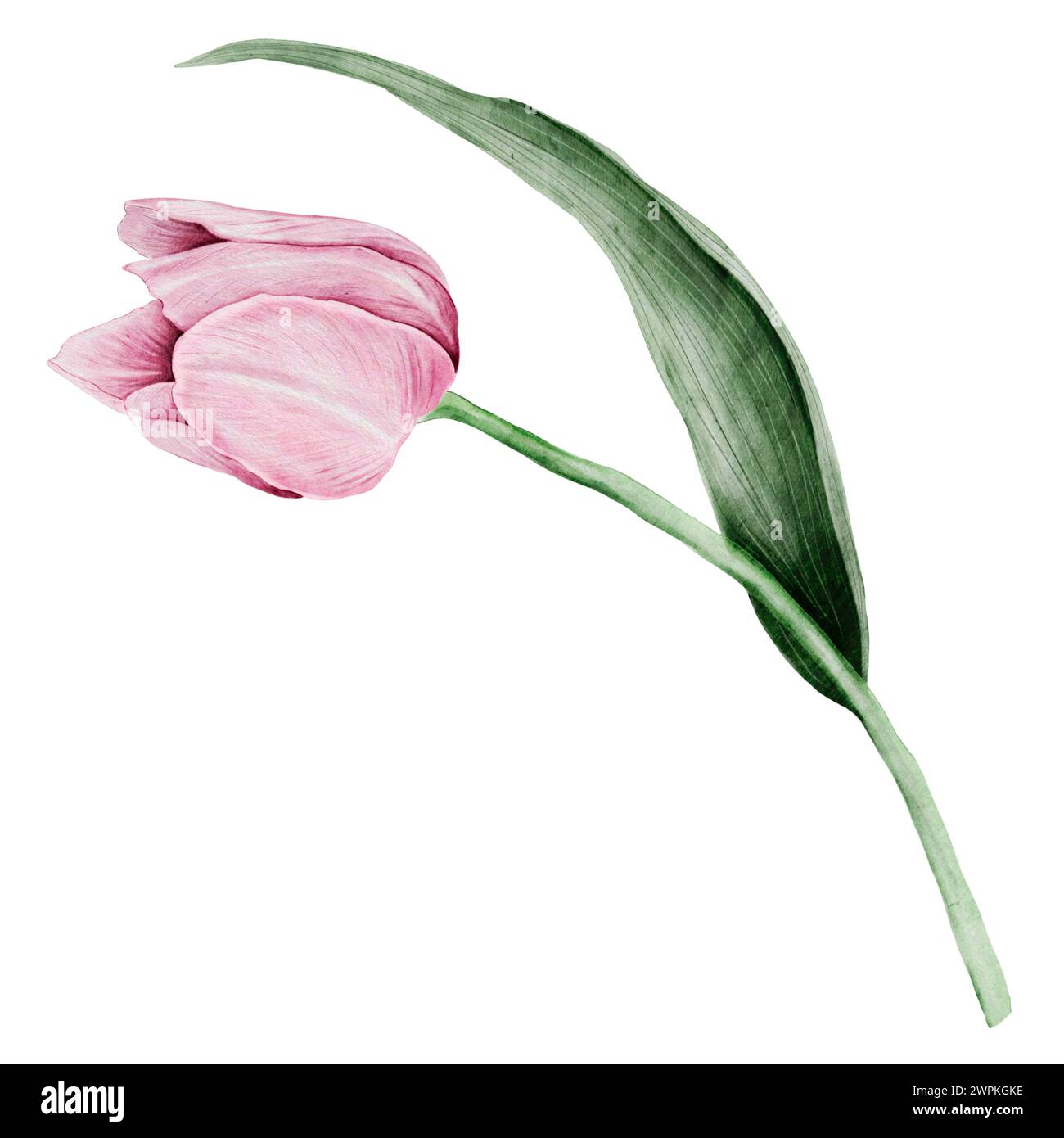 Tulip watercolor drawing. Illustration of a pink flower hand drawn on ...