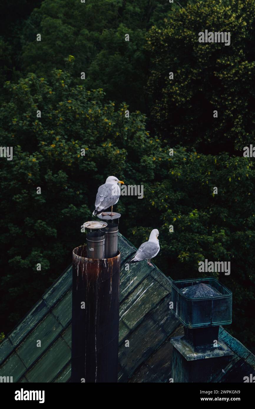 Seagulls on the roof in Darlowo, Poland Stock Photo - Alamy