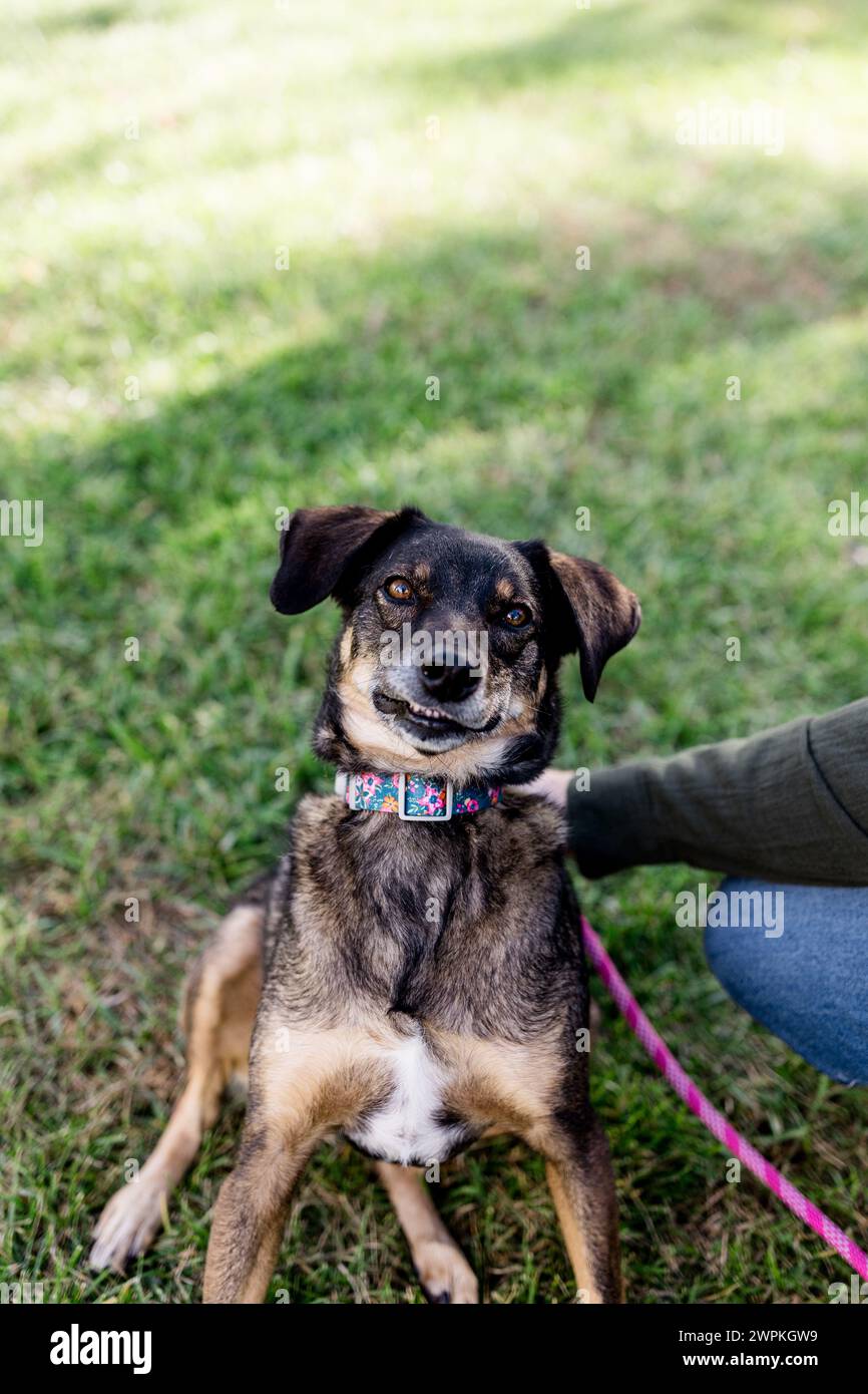 Family Dog Making Funny Face in San Diego Stock Photo - Alamy