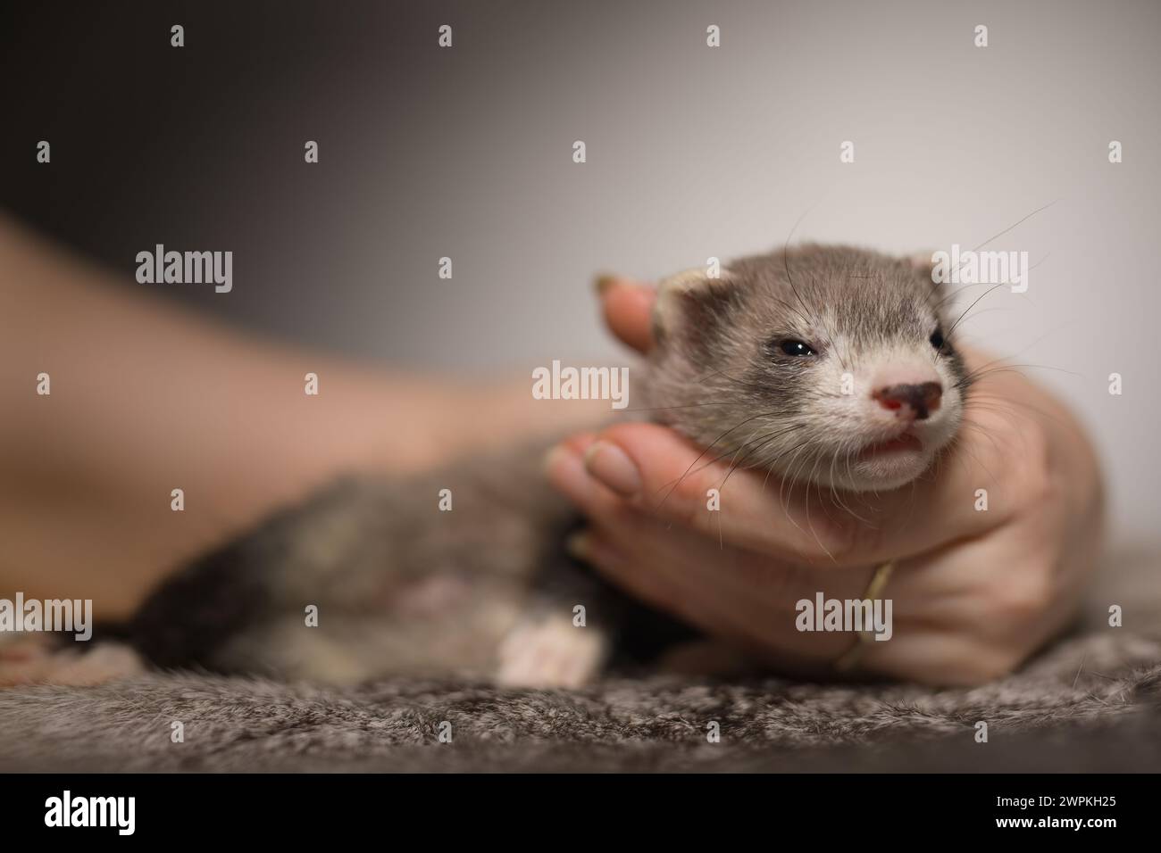 Cute baby and predator portrait of hi-res stock photography and images ...