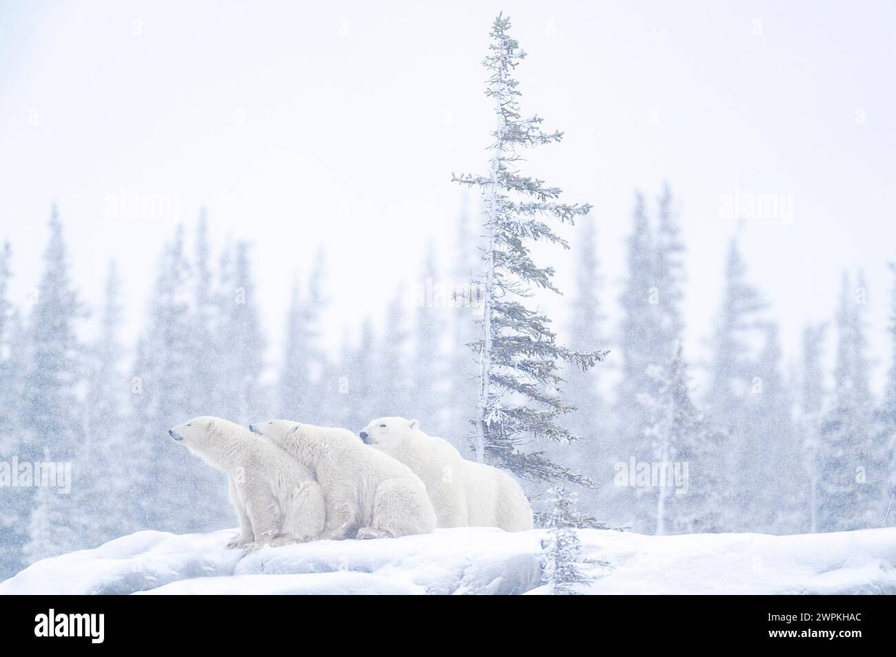 We got each other's back. CANADA ADORABLE images of two polar bears ...