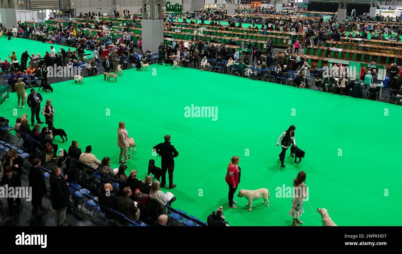 Handlers with their Labrador Retrievers in the show ring on day two of ...