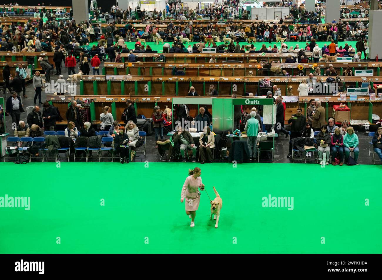 A handler with her Labrador Retriever in the show ring on day two of ...