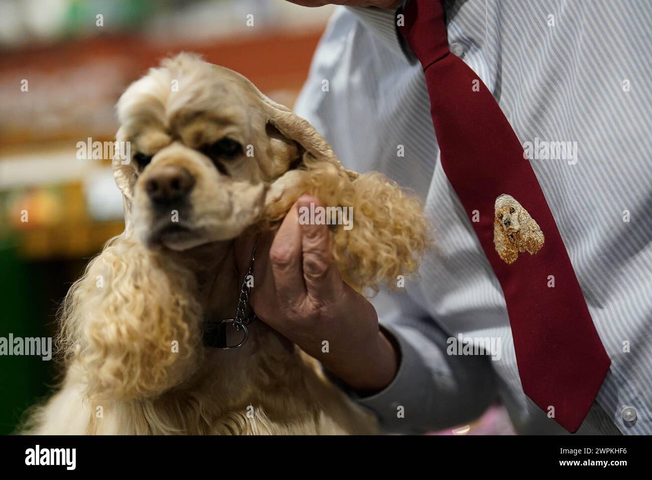 An American Cocker Spaniel is groomed by their owner on day two of the ...