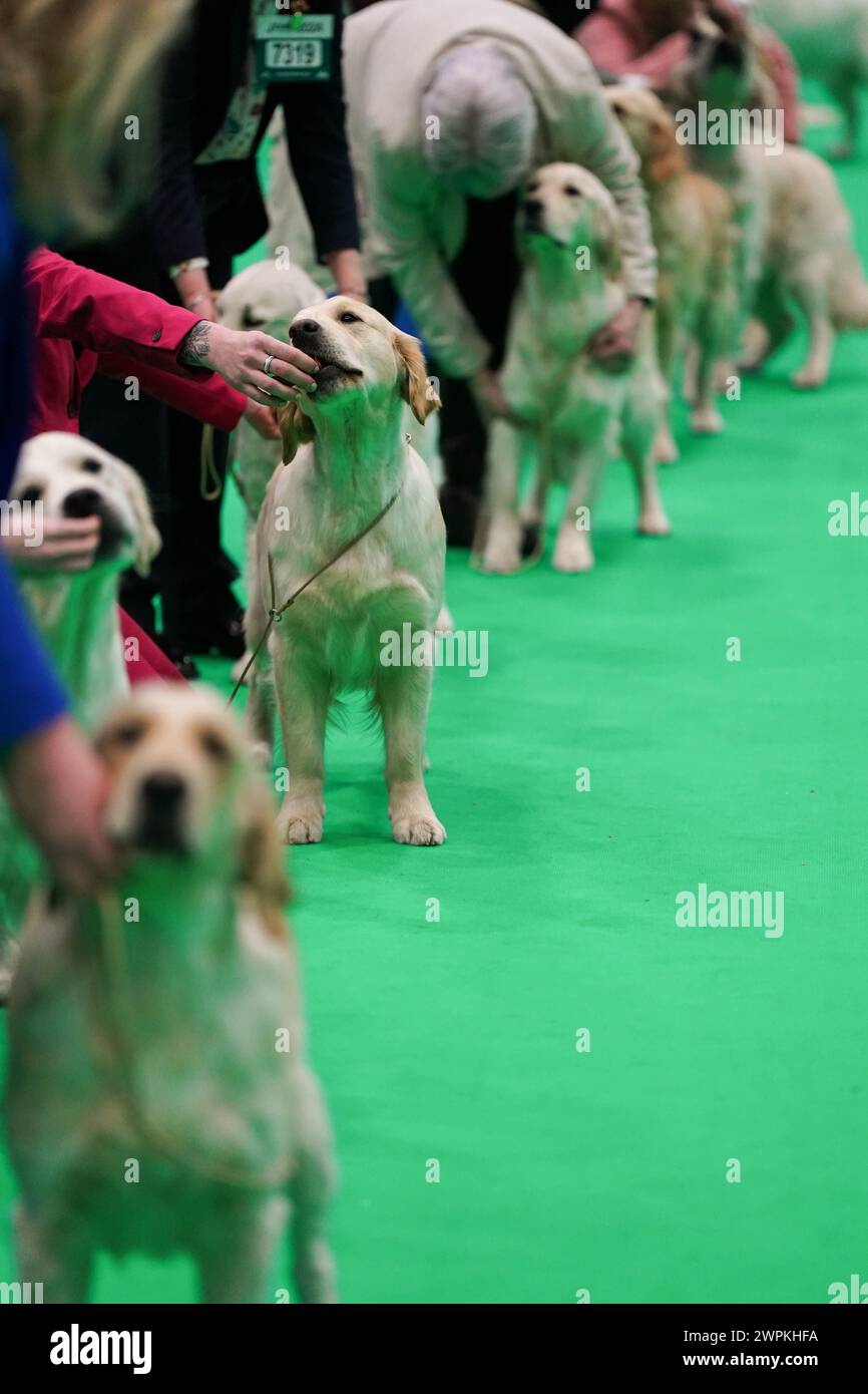 Handlers with their Golden Retrievers in the show ring on day two of ...