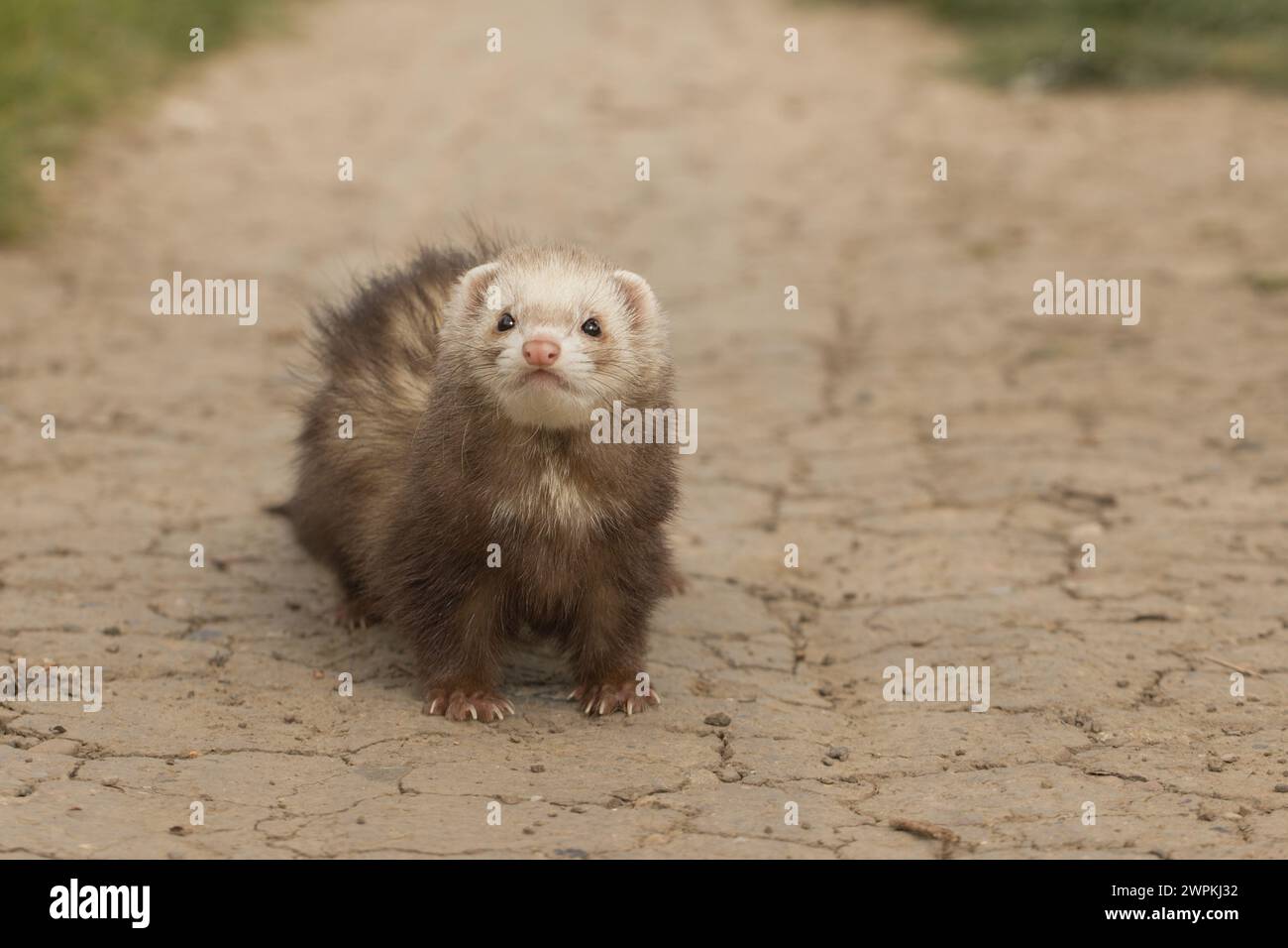 Pretty ferret enjoying day in summer park outdoor Stock Photo - Alamy