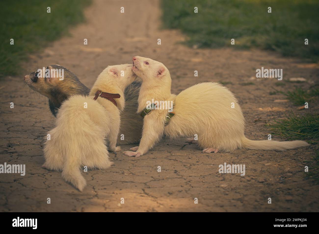 Pretty ferret enjoying day in summer park outdoor Stock Photo - Alamy