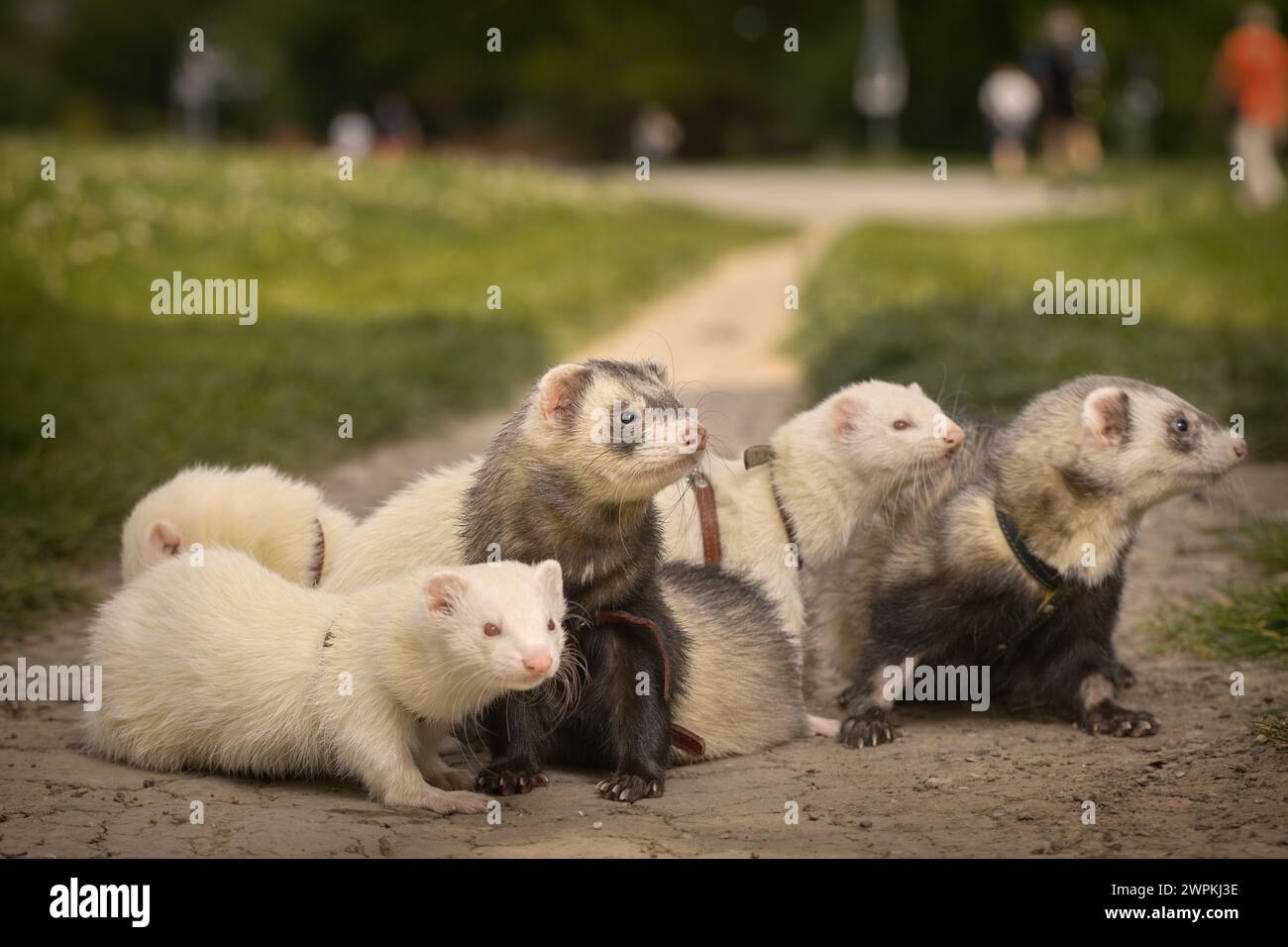 Pretty ferret enjoying day in summer park outdoor Stock Photo - Alamy