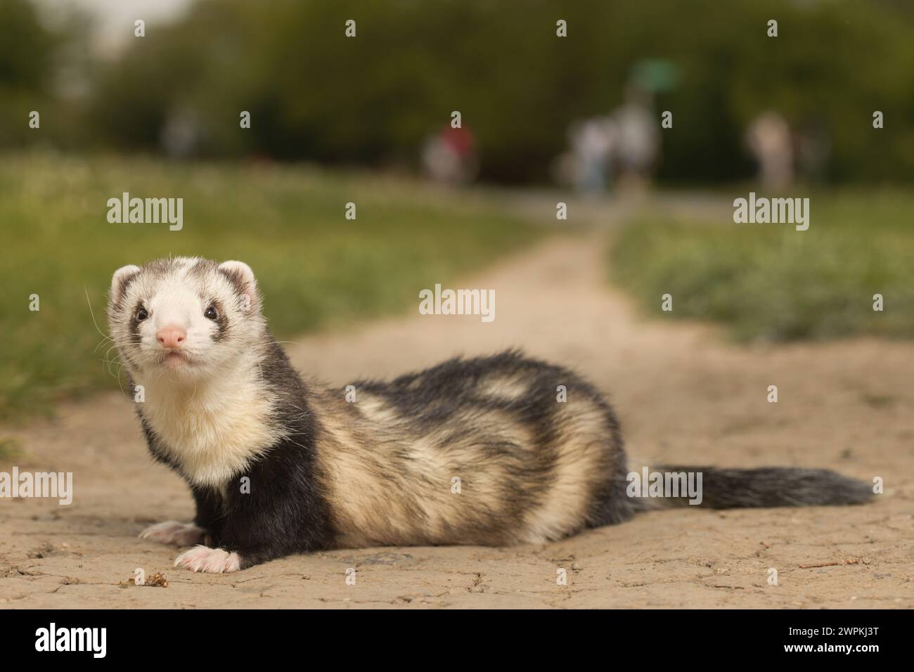 Pretty ferret enjoying day in summer park outdoor Stock Photo - Alamy