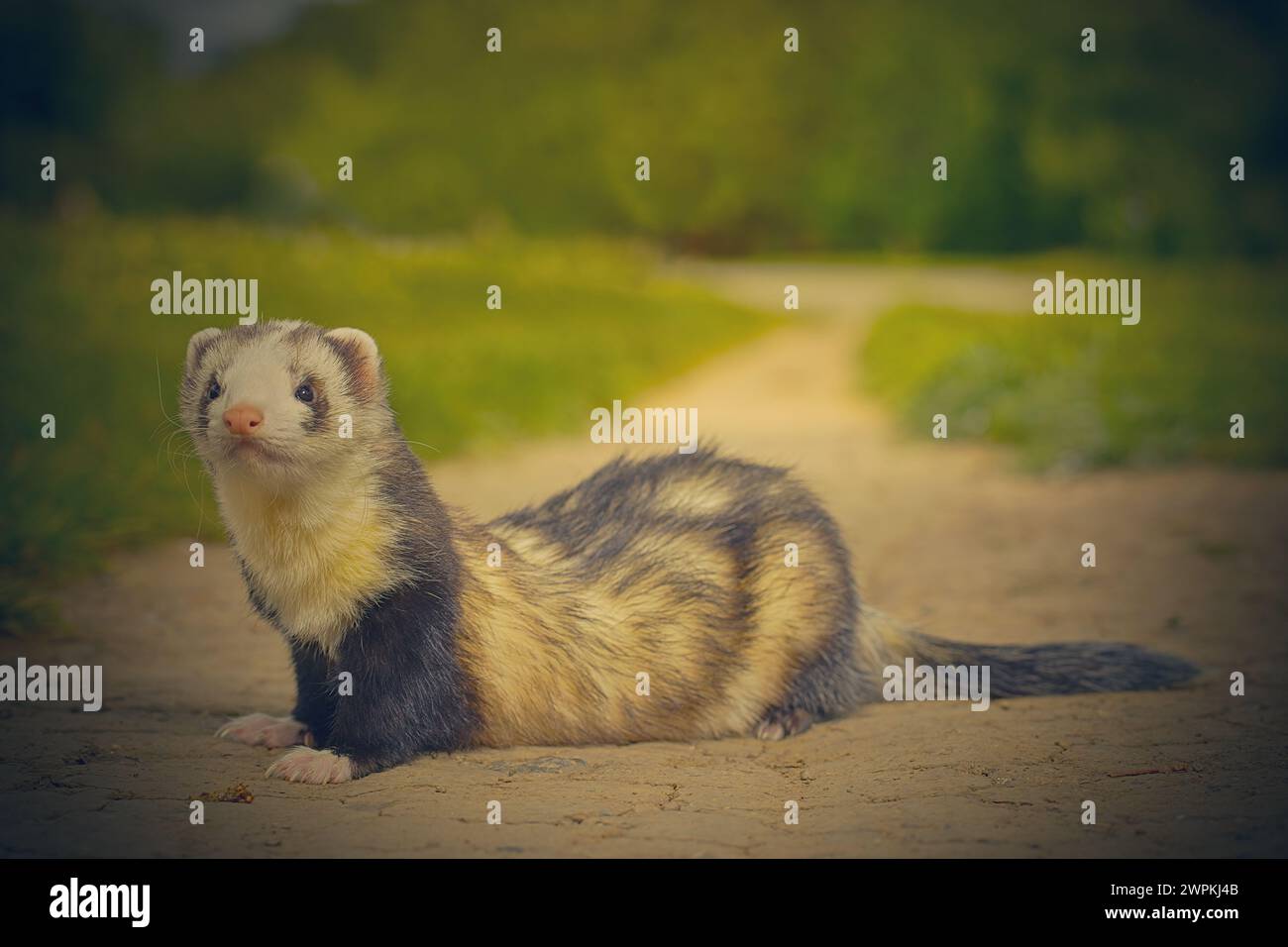 Pretty ferret enjoying day in summer park outdoor Stock Photo - Alamy
