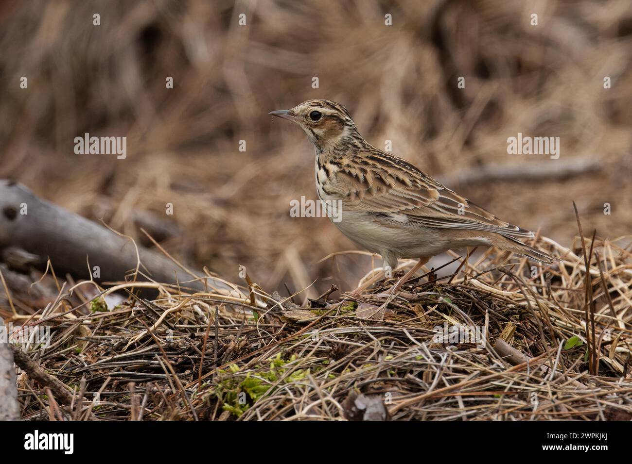 Woodlark (Lullula arborea) Suffolk March 2024 Stock Photo - Alamy