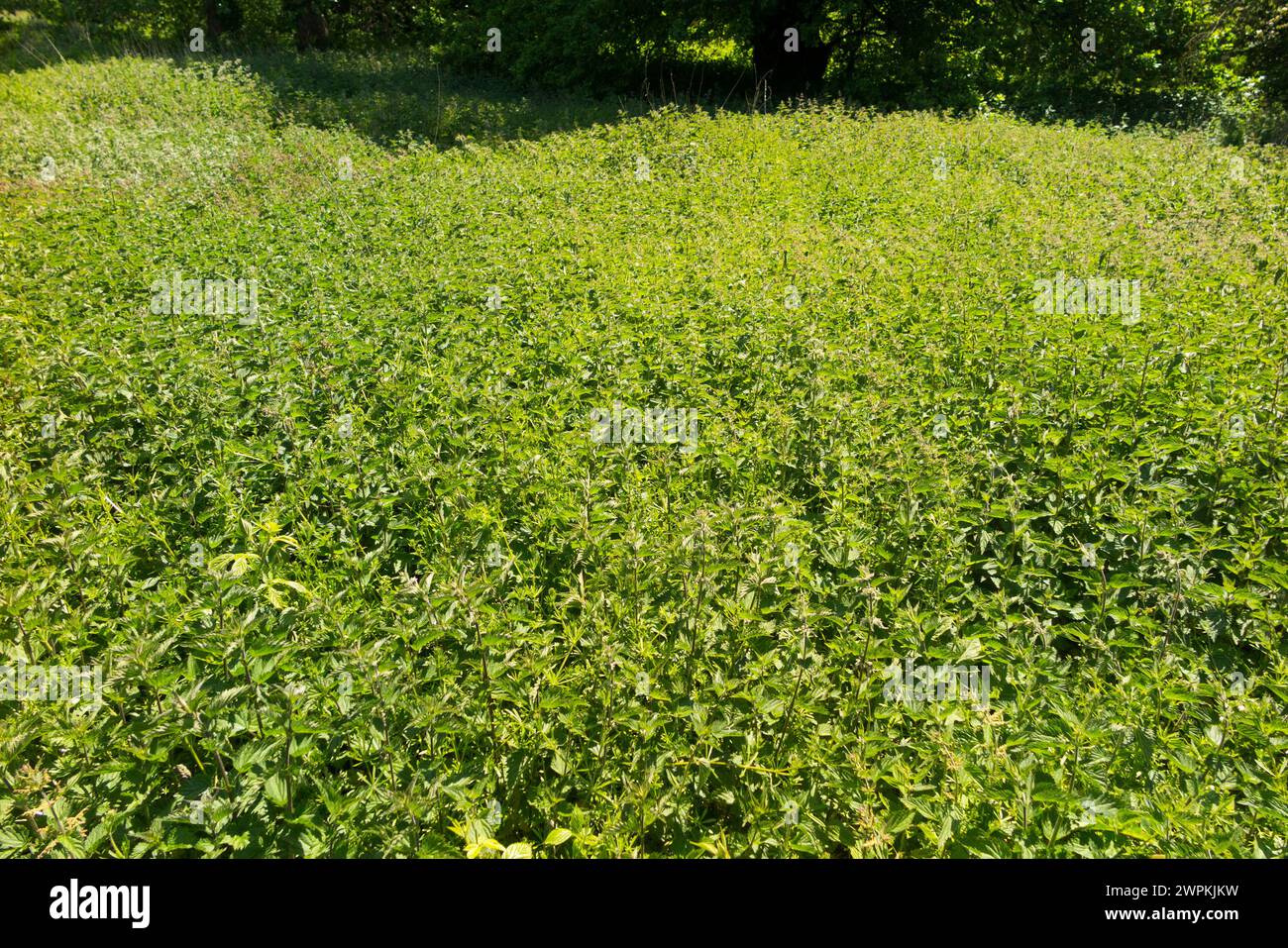 A lush field of fresh green stinging nettles / nettles leaf / growing ...