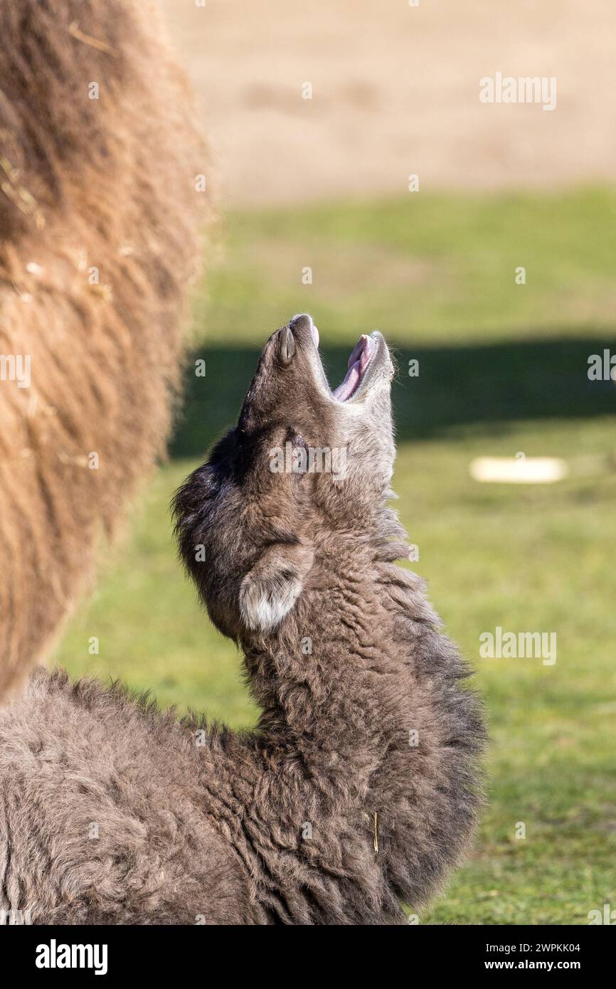 Cottbus, Germany. 08th Mar, 2024. The Bactrian camel colt Rafik is ...