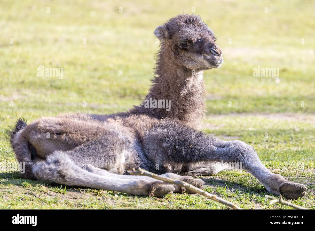 Cottbus, Germany. 08th Mar, 2024. The Bactrian camel colt Rafik is ...
