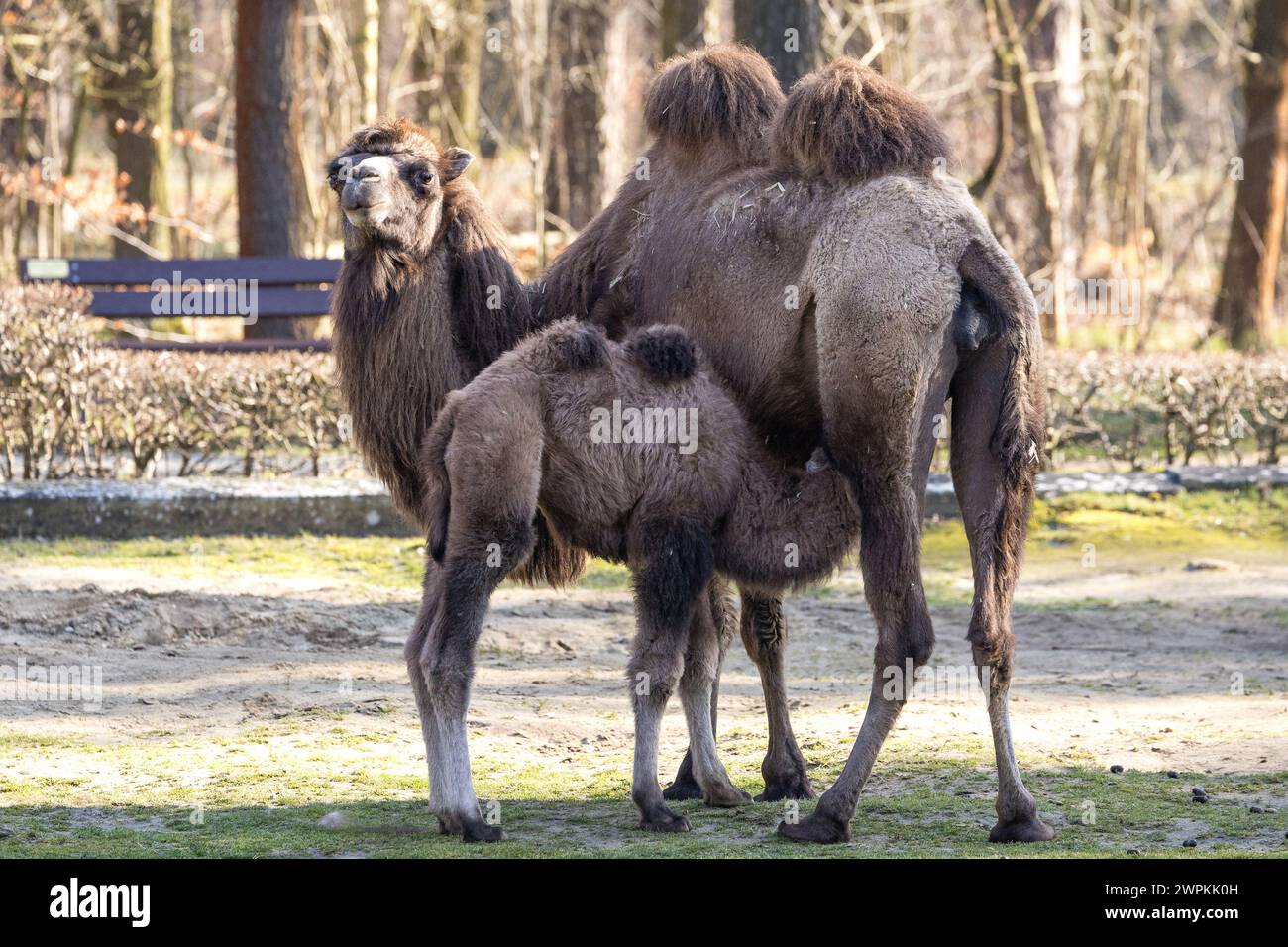 Cottbus, Germany. 08th Mar, 2024. The Bactrian camel colt Ringo is suckled by his mother Kashuri ...