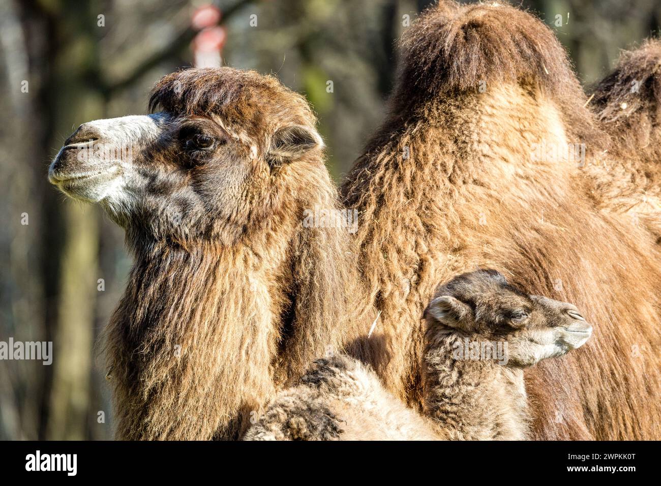 Cottbus, Germany. 08th Mar, 2024. The Bactrian camel colt Ringo stands ...