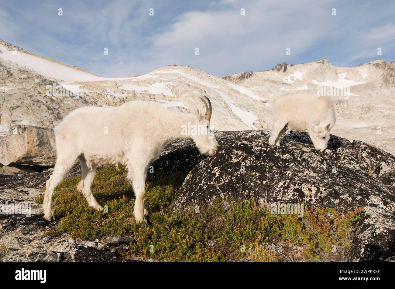 Mountain goats Oreamnos americanus in the Enchantments Alpine Lakes ...