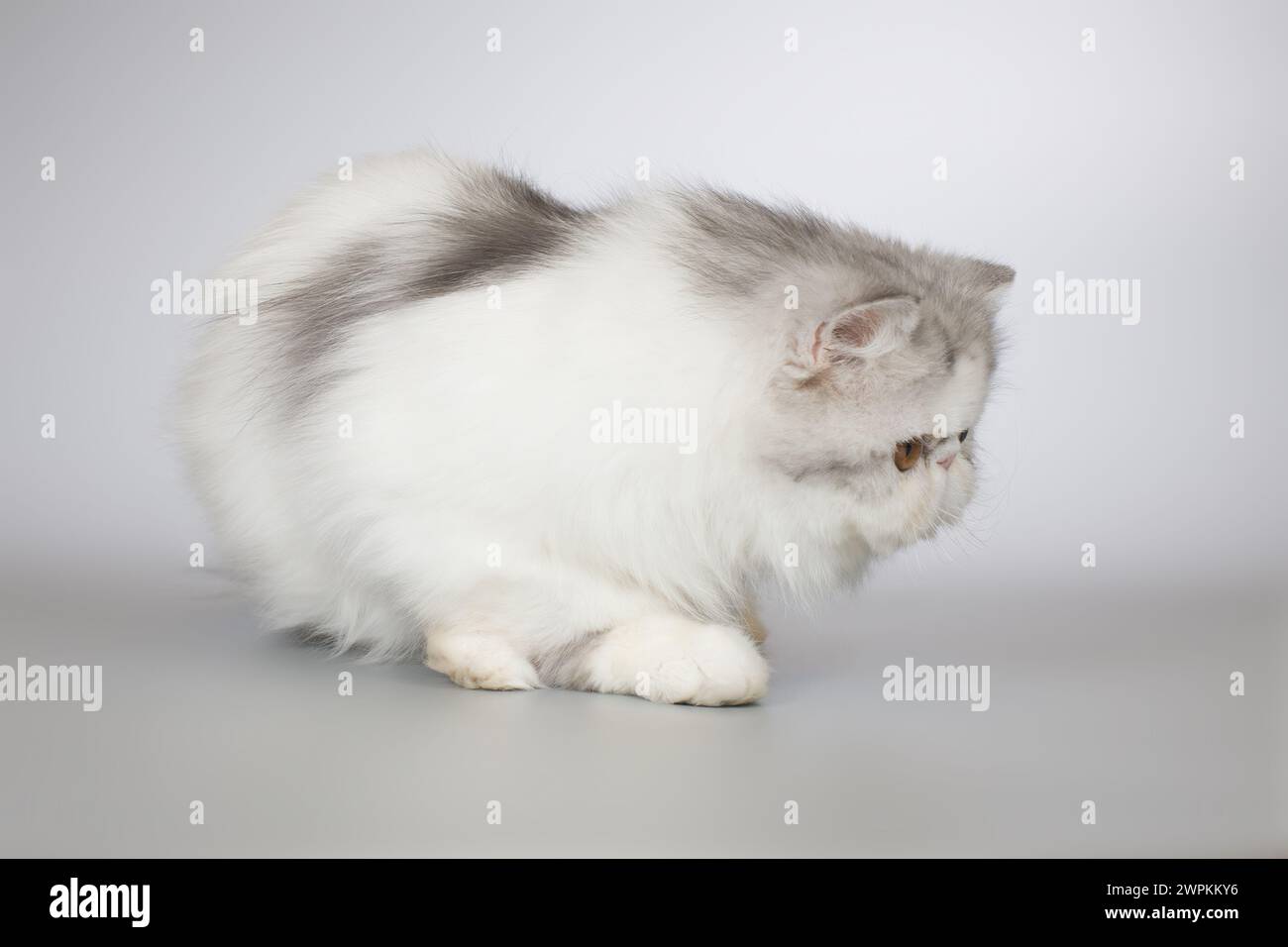 Persian long hair bi color breed female kitten posing for portrait in ...