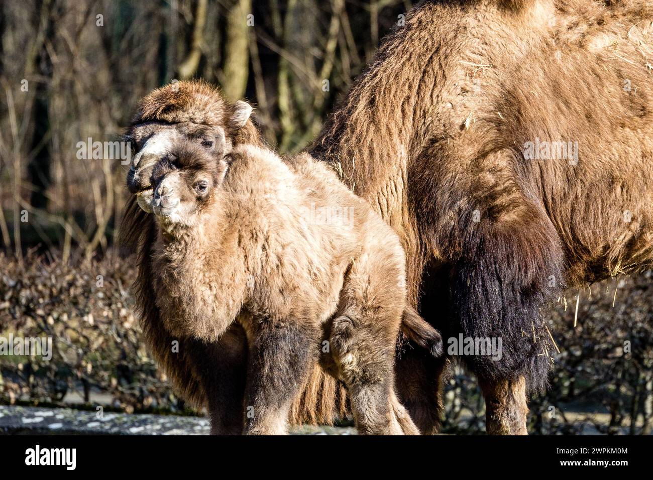 Cottbus, Germany. 08th Mar, 2024. The Bactrian camel colt Ringo stands ...