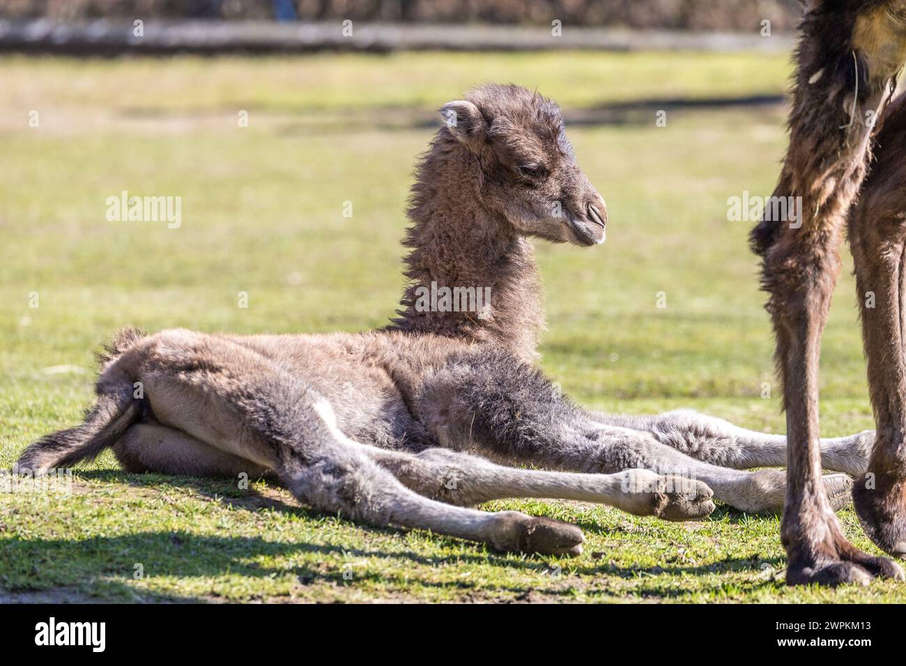 Cottbus, Germany. 08th Mar, 2024. The Bactrian camel colt Ringo lies in ...