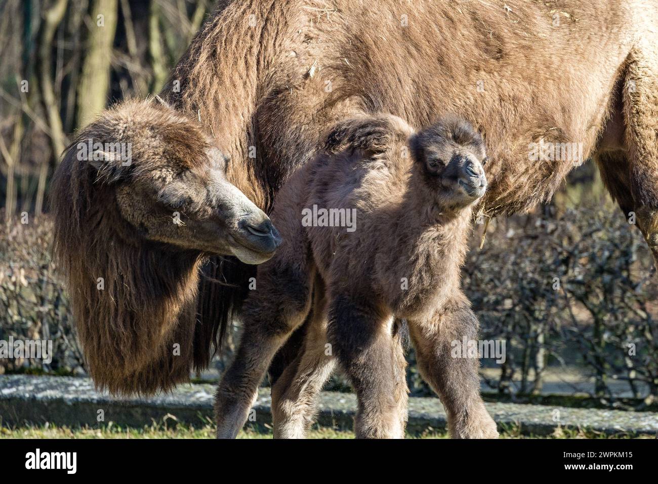 Cottbus, Germany. 08th Mar, 2024. The Bactrian camel colt Ringo stands ...